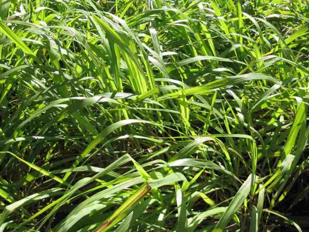 Cây sả java có công dụng gì? Phân biệt các loại sả